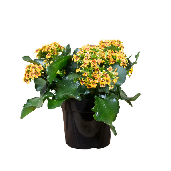 KALANCHOE HYBRIDS 12CM