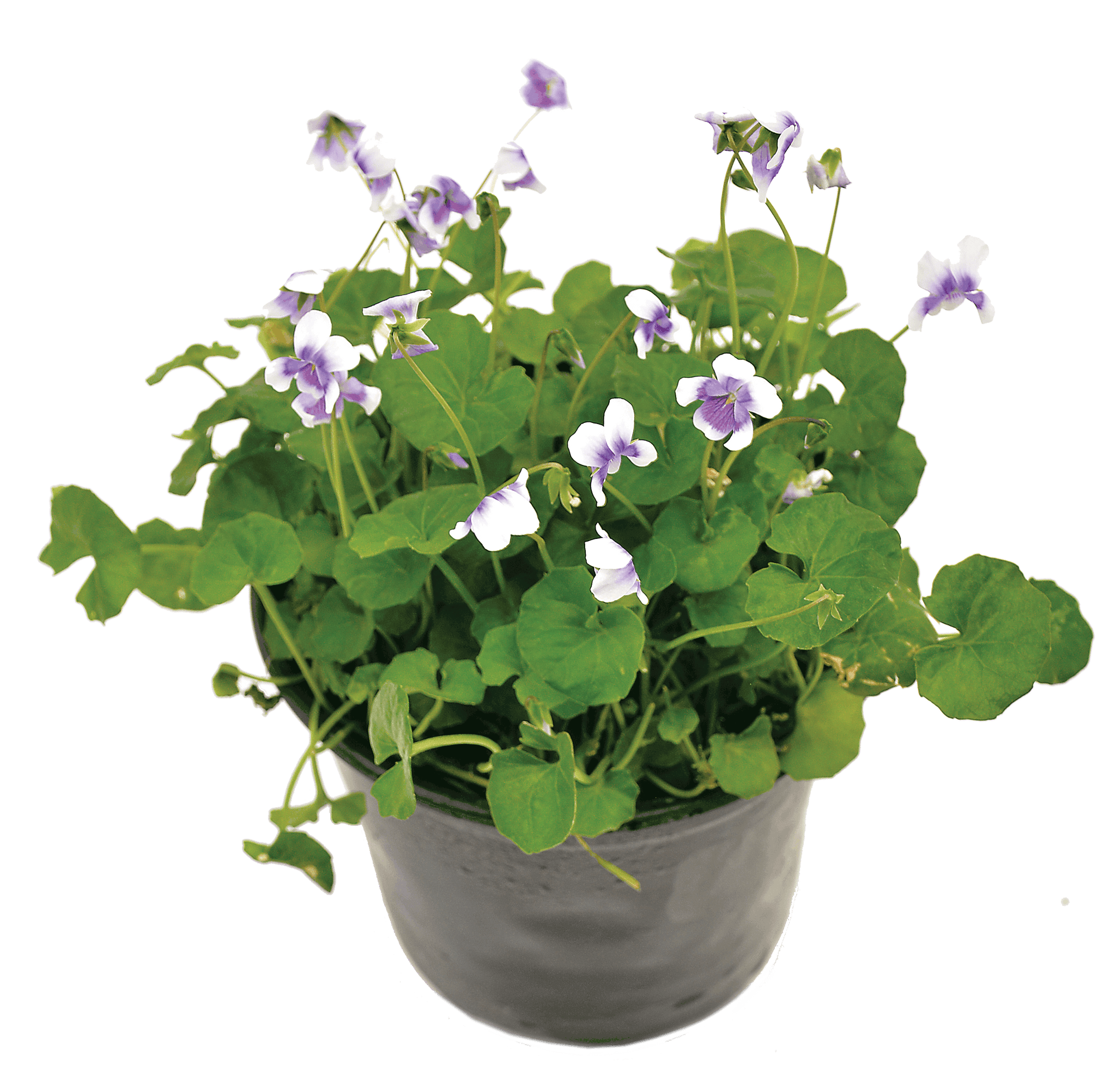 VIOLA HEDERACEA 15CM
