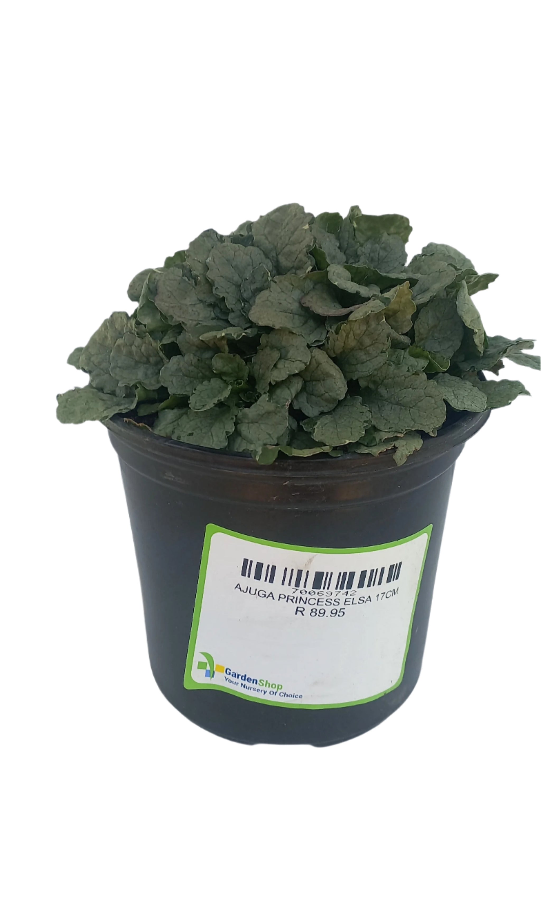 AJUGA PRINCESS ELSA 17CM