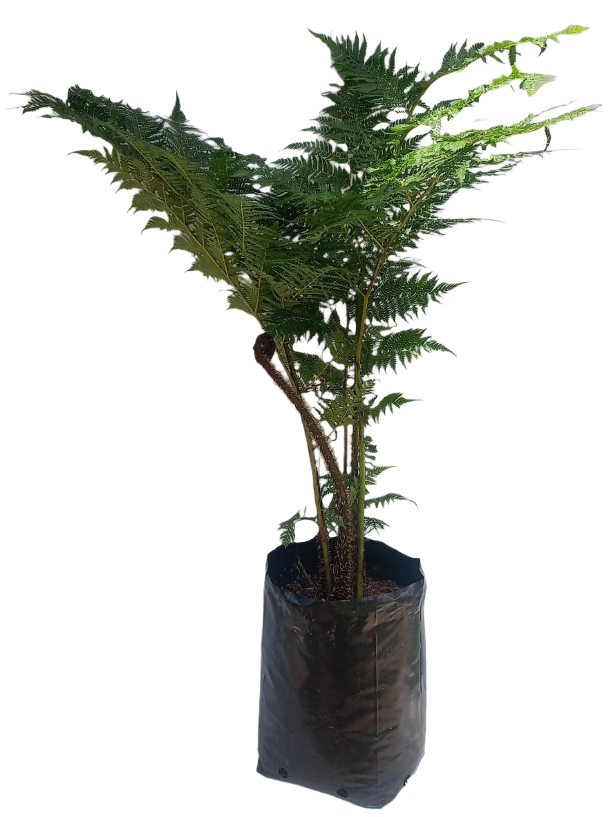 CYATHEA AUSTRALIS 20L